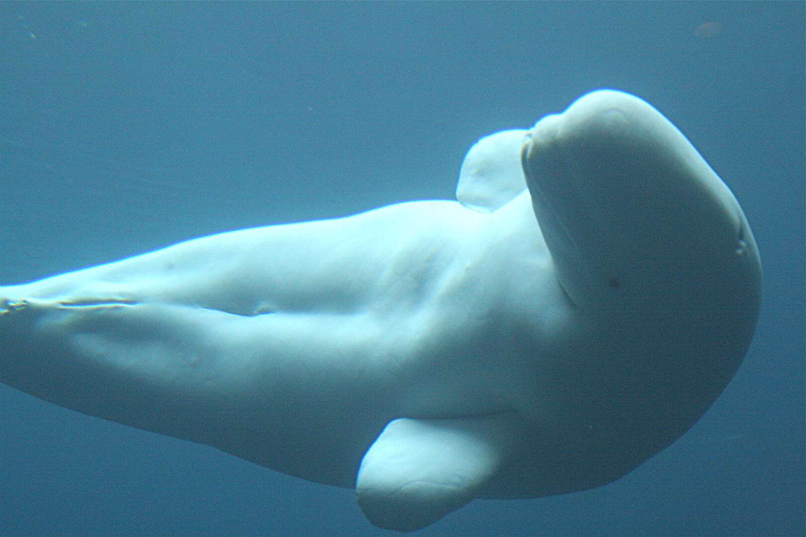 Why Beluga Whales Love to Mimic Human Voices