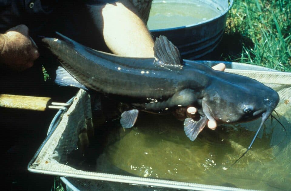 The Largest Catfish Ever Caught in Missouri’s Rivers