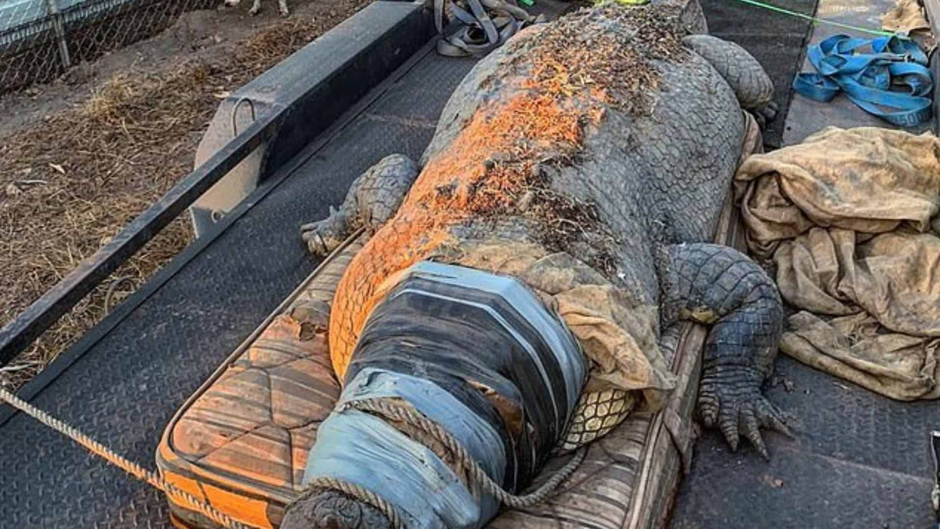 Massive 18-Foot Crocodile Captured in Australian Outback: Largest in ...