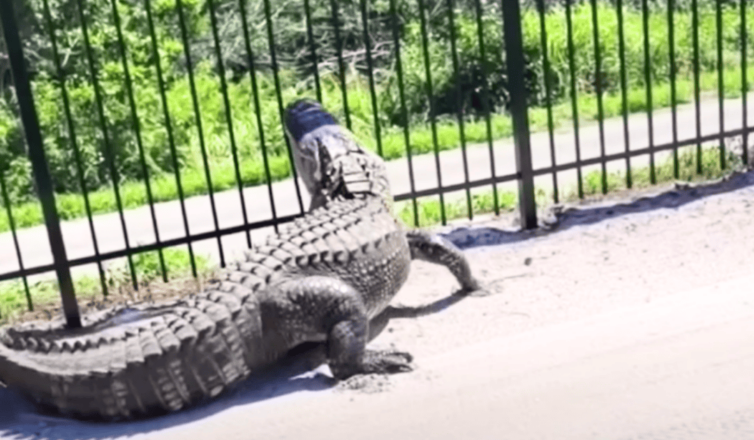 Massive Alligator Breaks Through Metal Fence at Florida Golf Course ...
