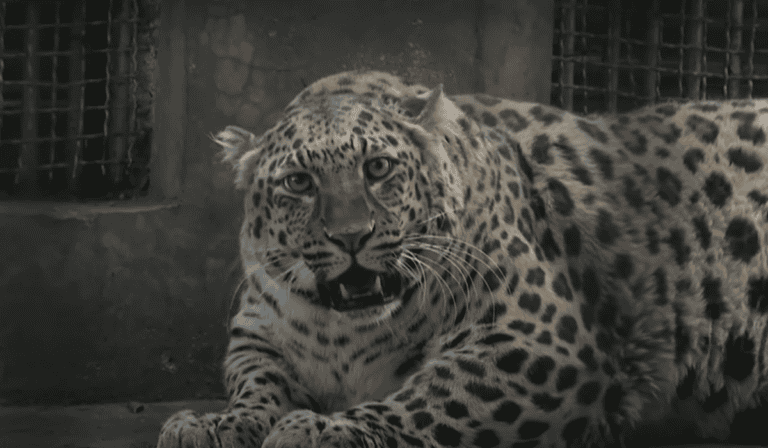 Obese Leopard in China Zoo Becomes Internet Sensation Sparking Waves of ...