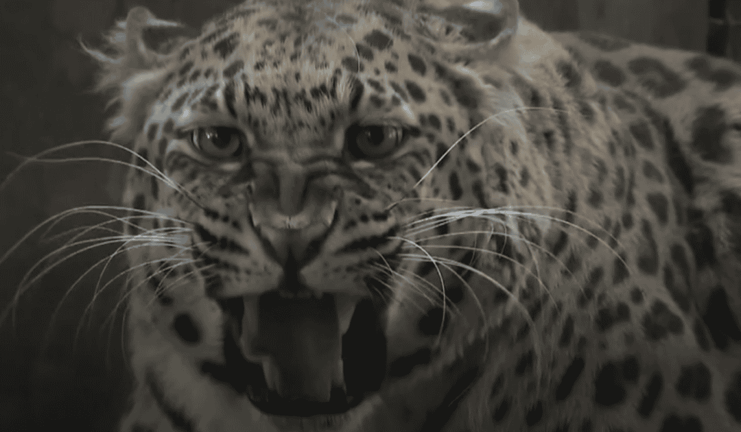 Obese Leopard in China Zoo Becomes Internet Sensation Sparking Waves of ...