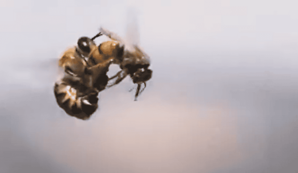 The Grim Fate For Male Bees After Mating - Animals Around The Globe