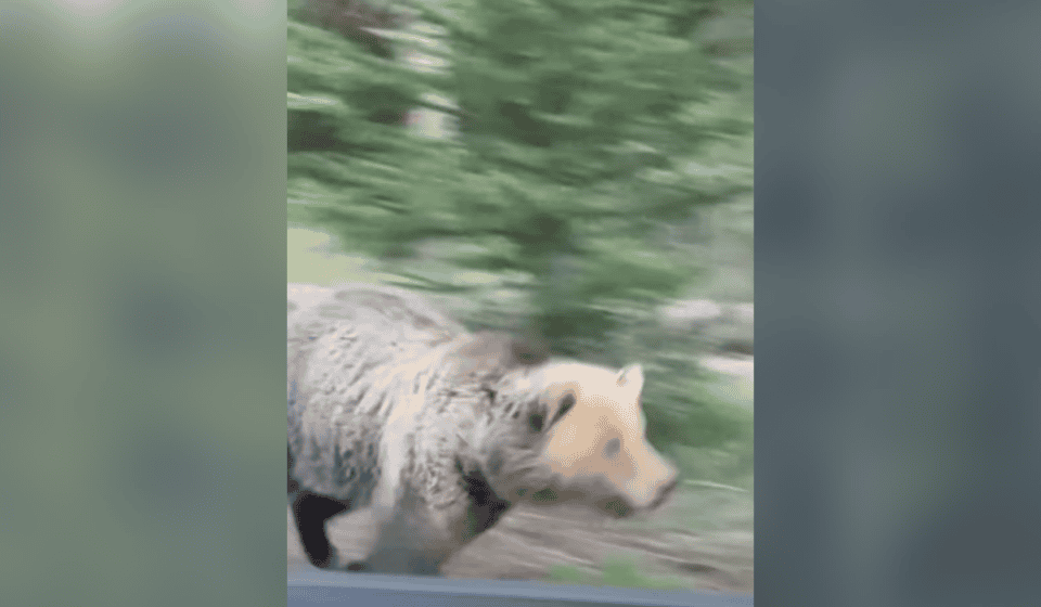 Moose Escapes Charging Grizzly Bear at Montana Campground - Animals ...