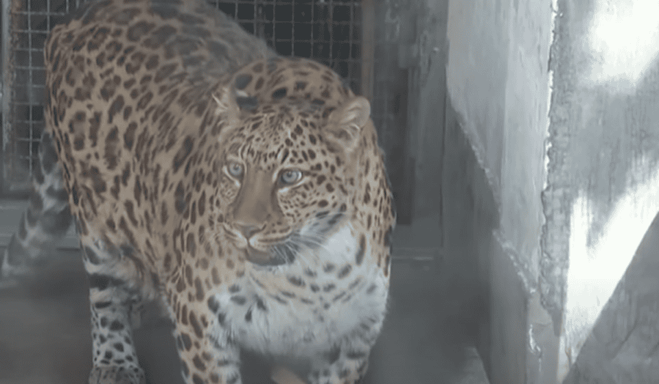 Obese Leopard in China Zoo Becomes Internet Sensation Sparking Waves of ...