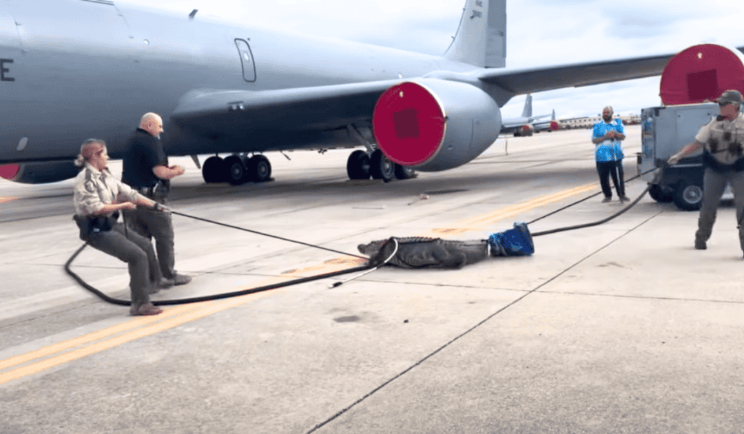Massive Alligator Blocks Florida Air Force Base - Animals Around The Globe