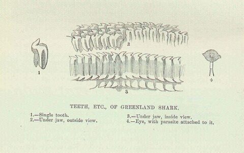 Ancient Greenland Shark Born In The 1600s Still Alive Today - Animals ...