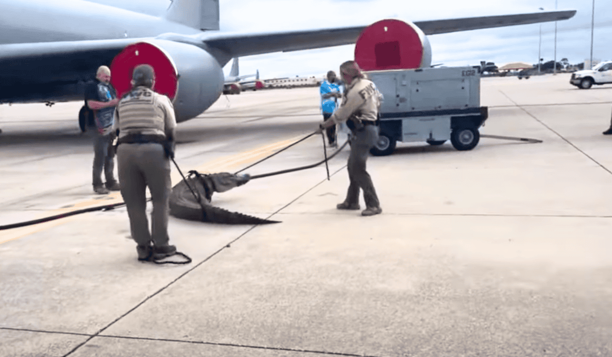 Massive Alligator Blocks Florida Air Force Base - Animals Around The Globe
