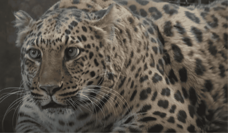 Obese Leopard in China Zoo Becomes Internet Sensation Sparking Waves of ...