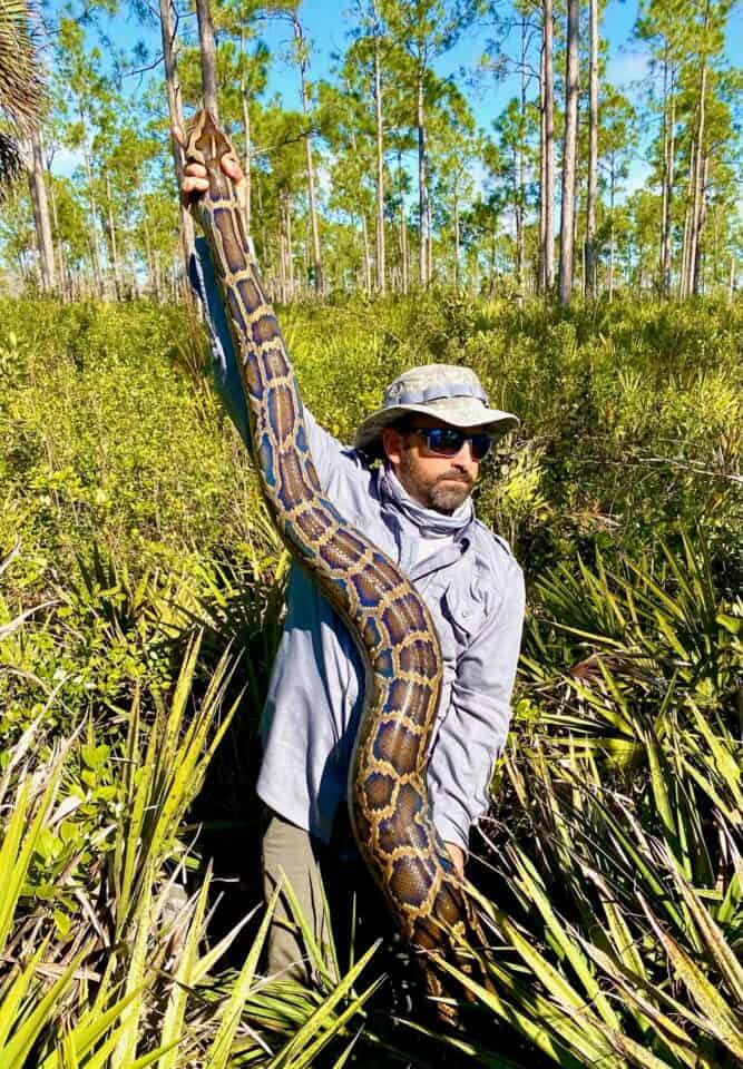 Python Swallows 5-foot Alligator Whole In Florida - Animals Around The ...