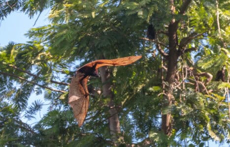 Meet the Giant Golden-Crowned Flying Fox - Animals Around The Globe