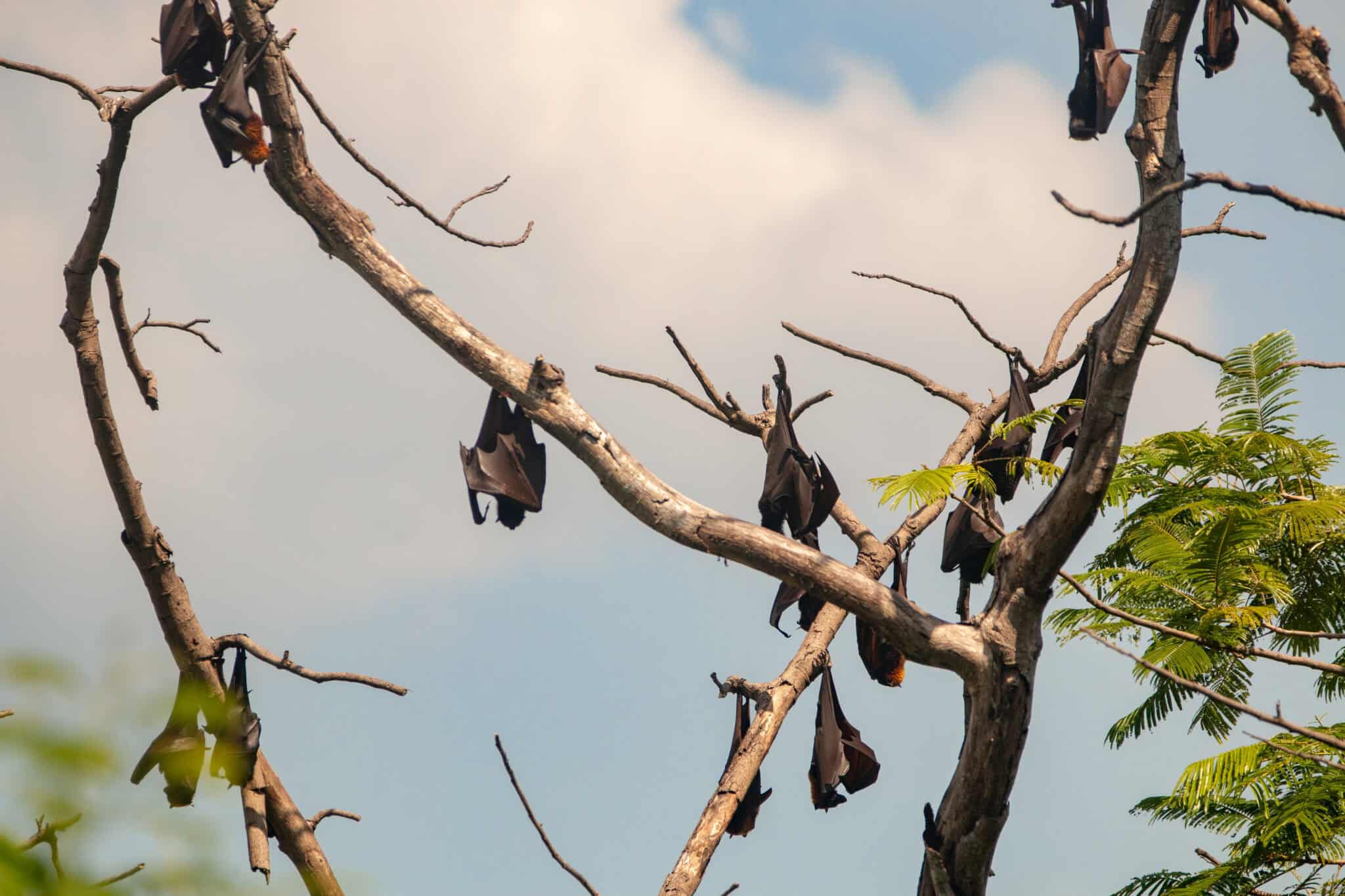 Meet the Giant Golden-Crowned Flying Fox - Animals Around The Globe
