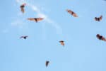 Meet the Giant Golden-Crowned Flying Fox - Animals Around The Globe