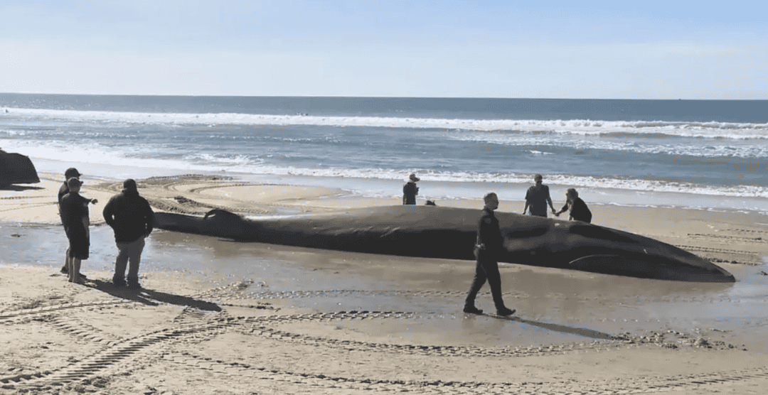 52-ft Fin Whale Washes Up on San Diego's Pacific Beach - Animals Around ...