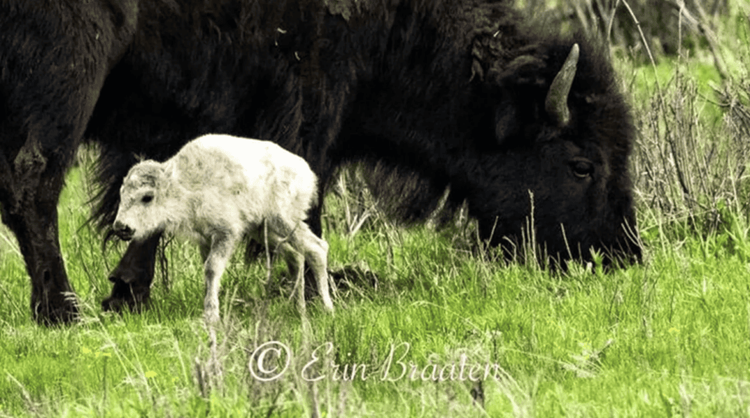 Montana Photographer Captures 'mind-blowing' Images of Rare White Bison ...