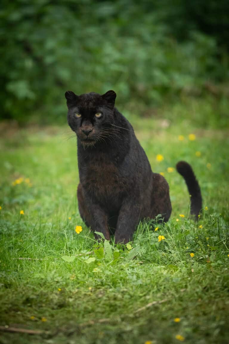 Rare Footage of Black Panther In Kenya - Animals Around The Globe