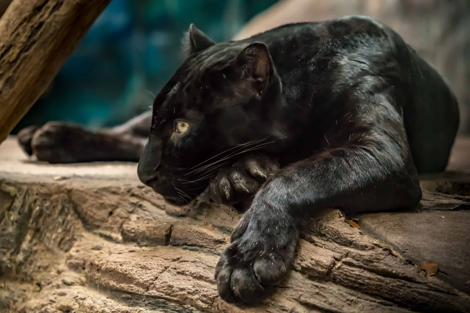 Cuteness Overload: This Sweet Jaguar Loves Belly Rubs - Animals Around ...