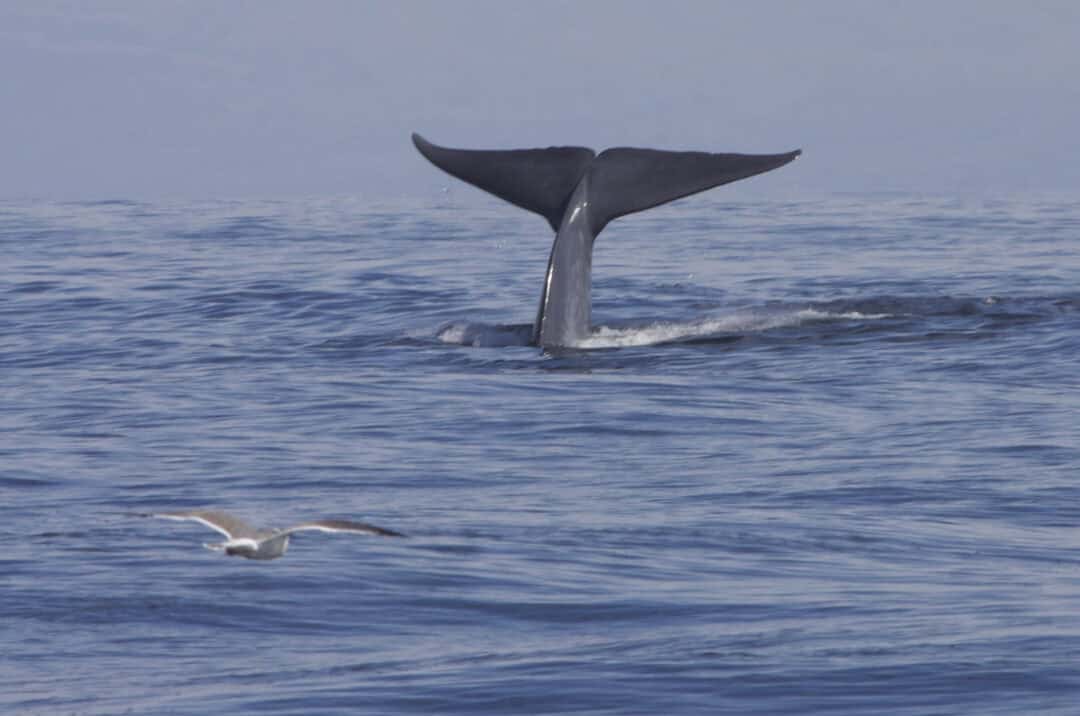 A New Whale Song Pattern Has Scientists Baffled - Animals Around The Globe