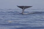 A New Whale Song Pattern Has Scientists Baffled - Animals Around The Globe