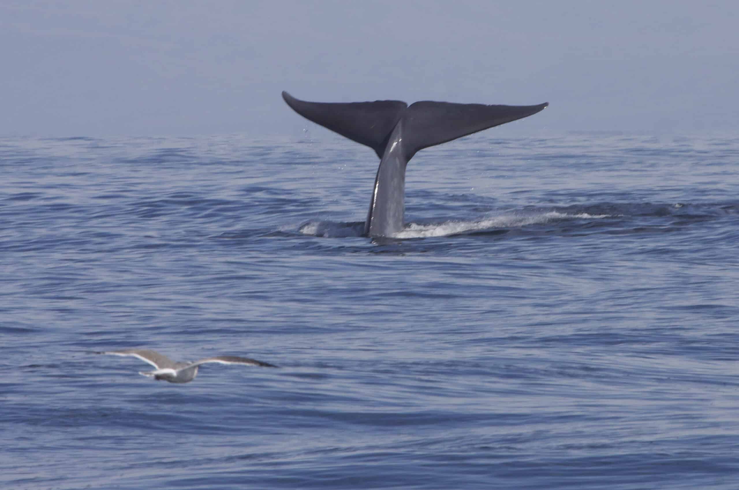 A New Whale Song Pattern Has Scientists Baffled - Animals Around The Globe