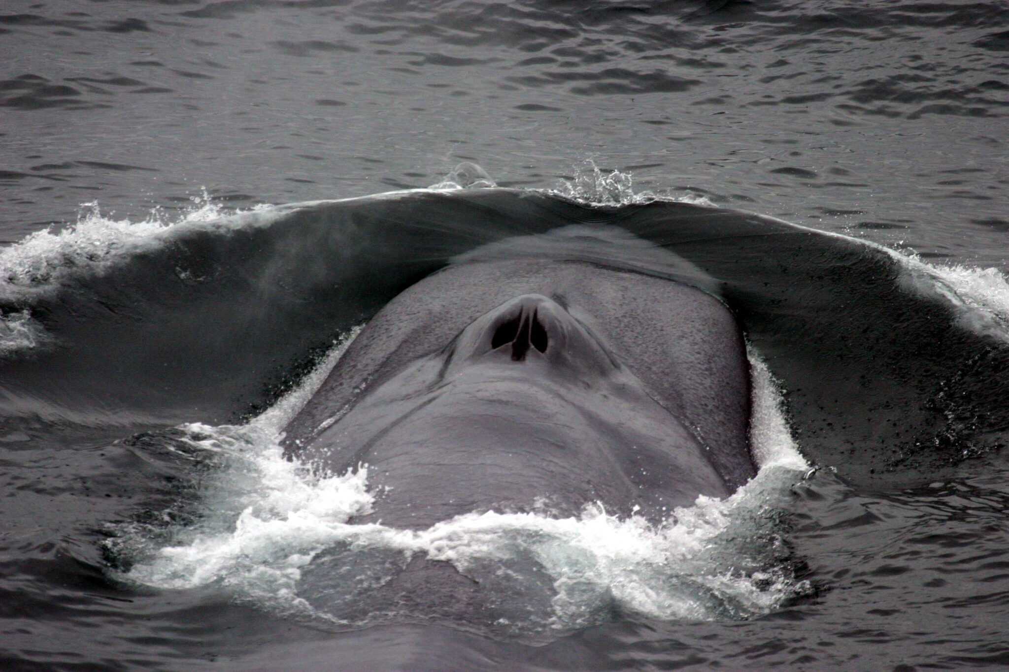 Scientists Found the Jawbone of a Whale Bigger Than Any Blue Whale ...
