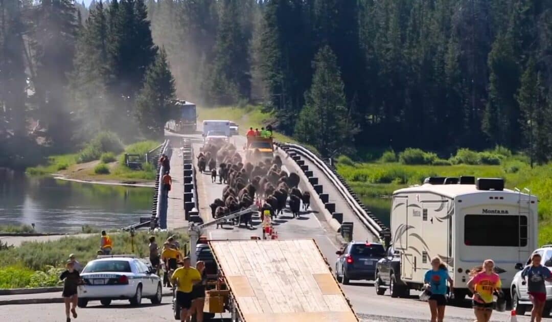 Massive Bison Stampede in Yellowstone National Park Holds Up Traffic ...