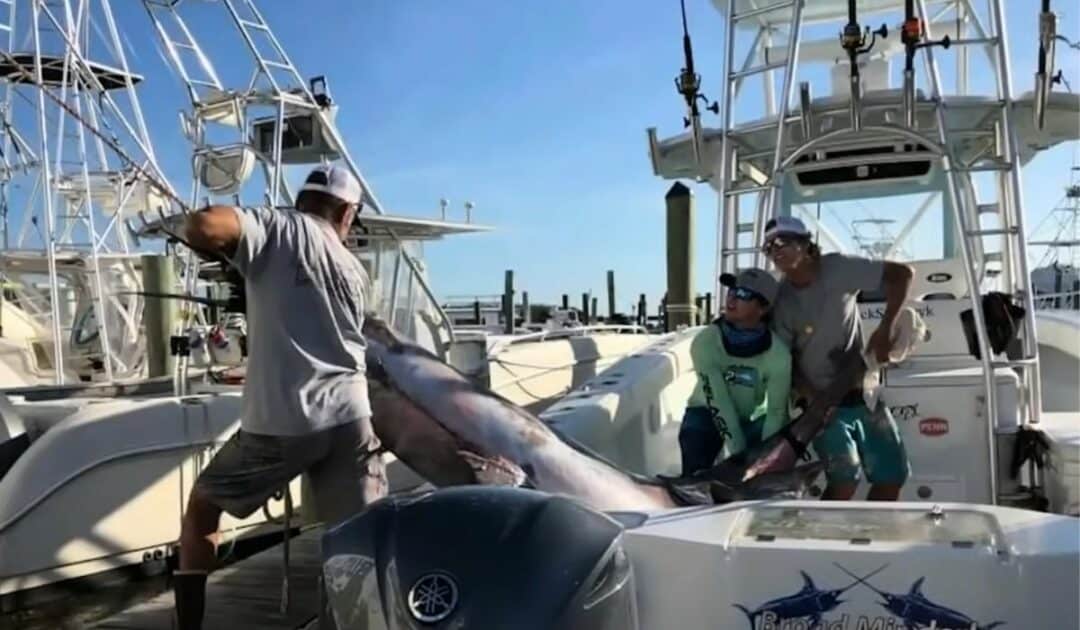 The Largest Swordfish Ever Hooked in U.S. History