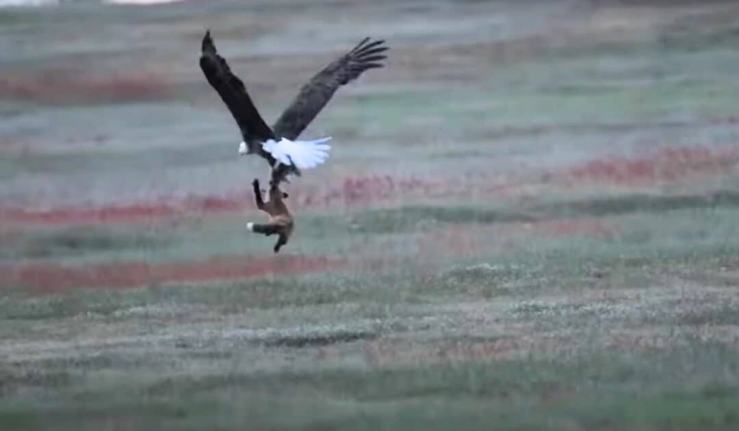 The Epic Moment When an Eagle Snatches Up a Fox to Battle for Its Prey ...