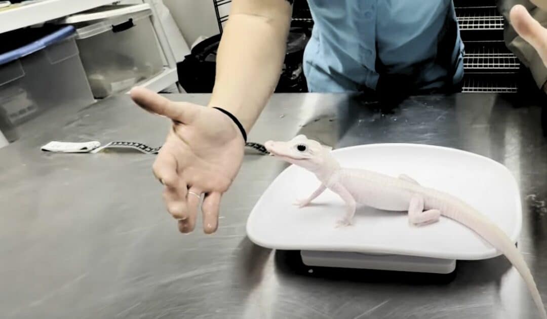 One of the Rarest Alligators in the Whole World Just Born In Florida: A ...