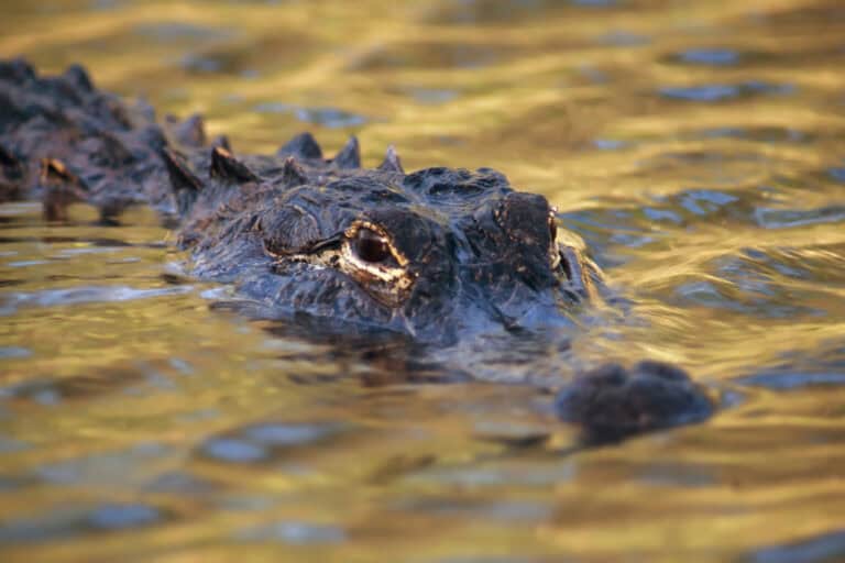 Alligator Poop: Role in the Ecosystem - Animals Around The Globe