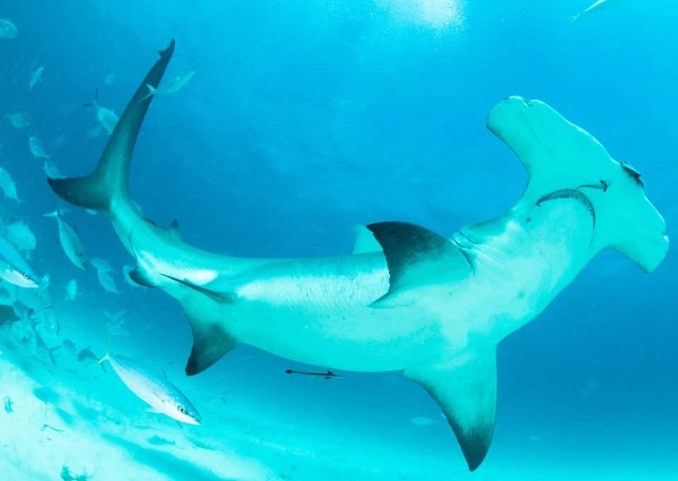 Why Hammerhead Sharks Prefer U.S. Waters in the Summer - Animals Around ...