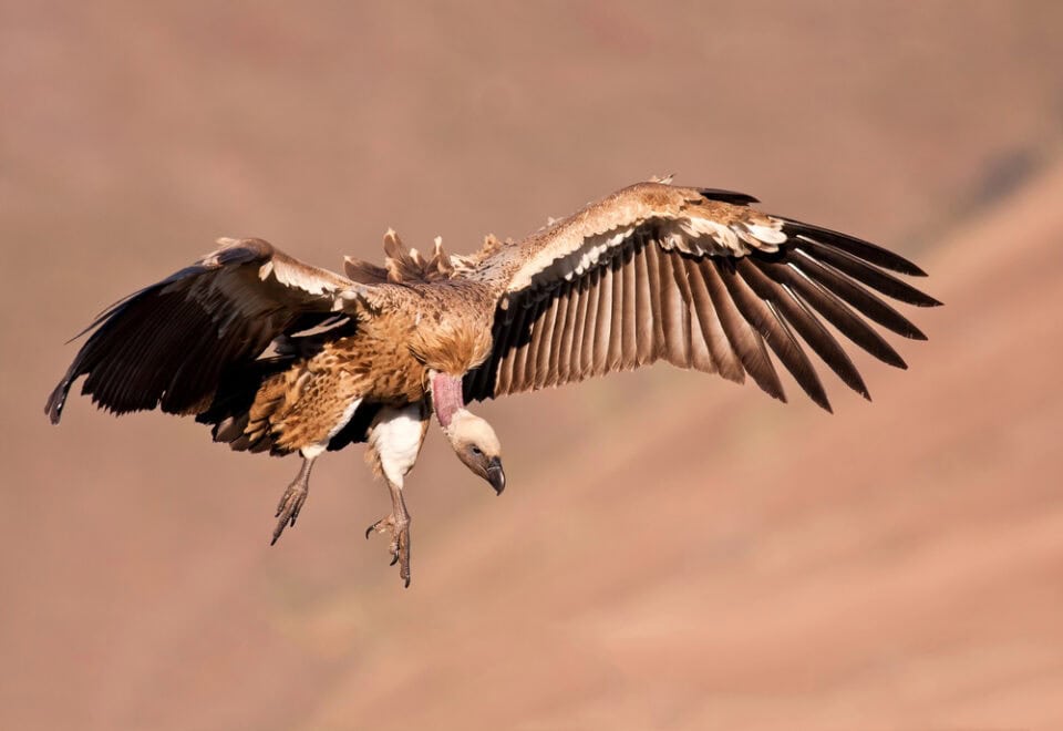 These Birds Have the Sharpest Vision on Earth