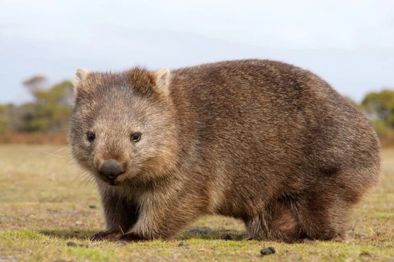 Wombats Dig Tunnels Like Engineers