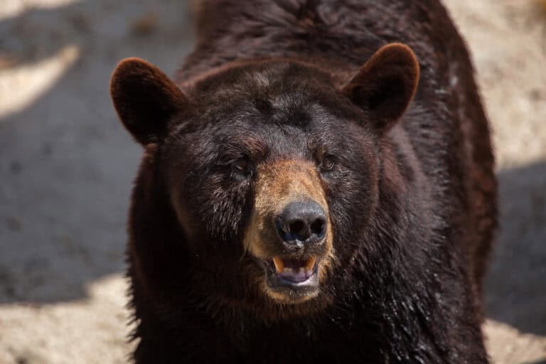 Top 10 Animals and Wildlife in Manitoba - Animals Around The Globe