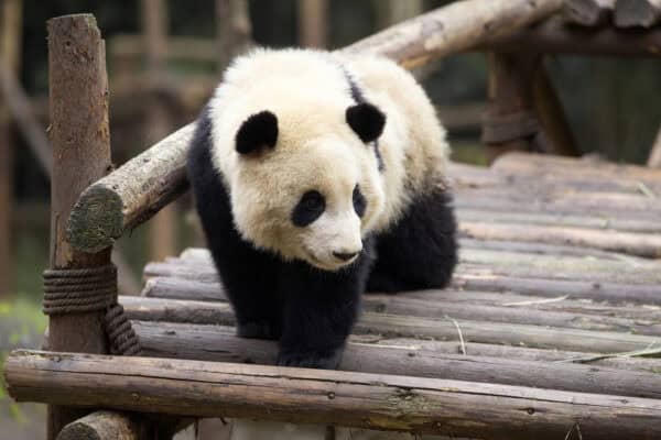 20 Animals That Have Been Saved by Conservation Efforts - Animals ...