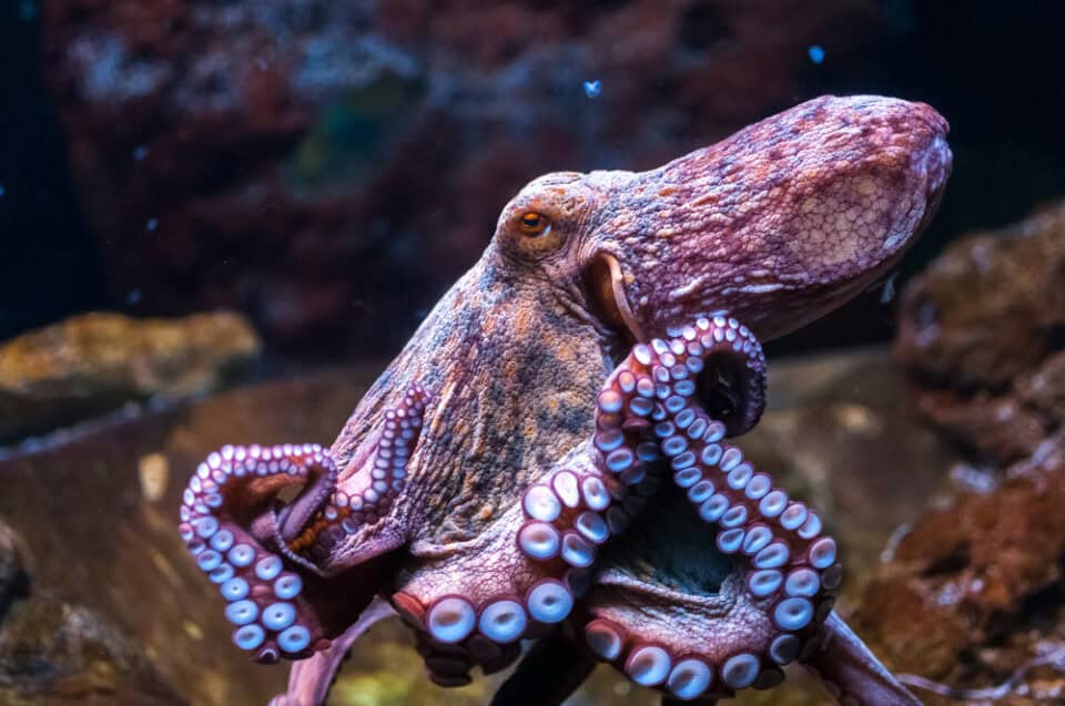 The Nervous System in Animals: How They Sense and Respond to Their ...
