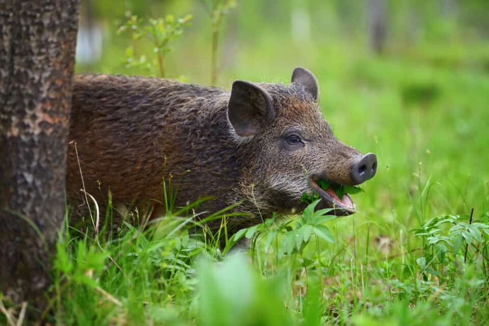 10 Of The Most Aggressive Animals Alive