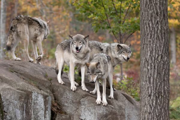 Hungry Wolves Hunt Lone Bison In Yellowstone National Park - Animals ...