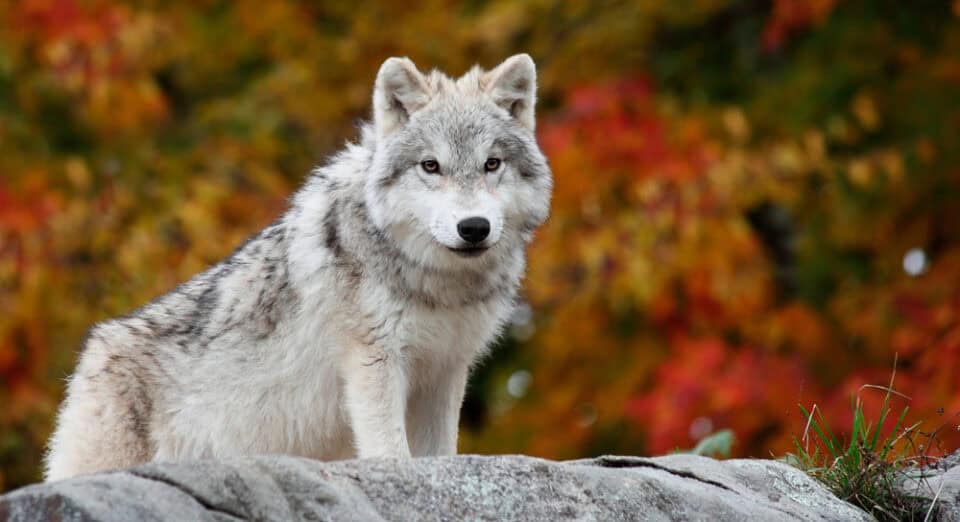 14 Times Wolves Displayed Human Like Behavior - Animals Around The Globe
