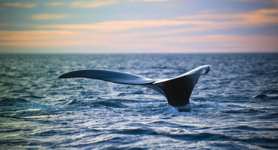 Blue Whale vs. Finn Whale - Animals Around The Globe