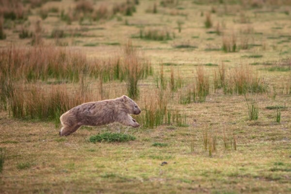 Why Wombats Build Square Poop—and What It Means
