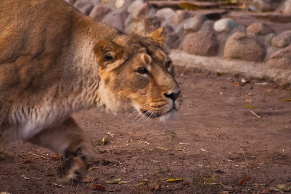 Watch: Male Lion Takes on a Bear in Intense Fight - Animals Around The ...