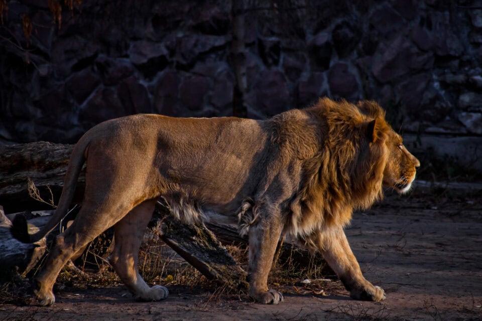 The True Tale of the Man-Eating Lions of Tsavo - Animals Around The Globe