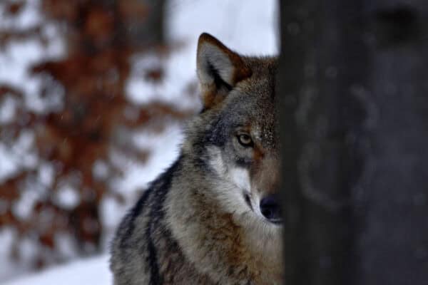 These US States Have Wild Wolves - Animals Around The Globe