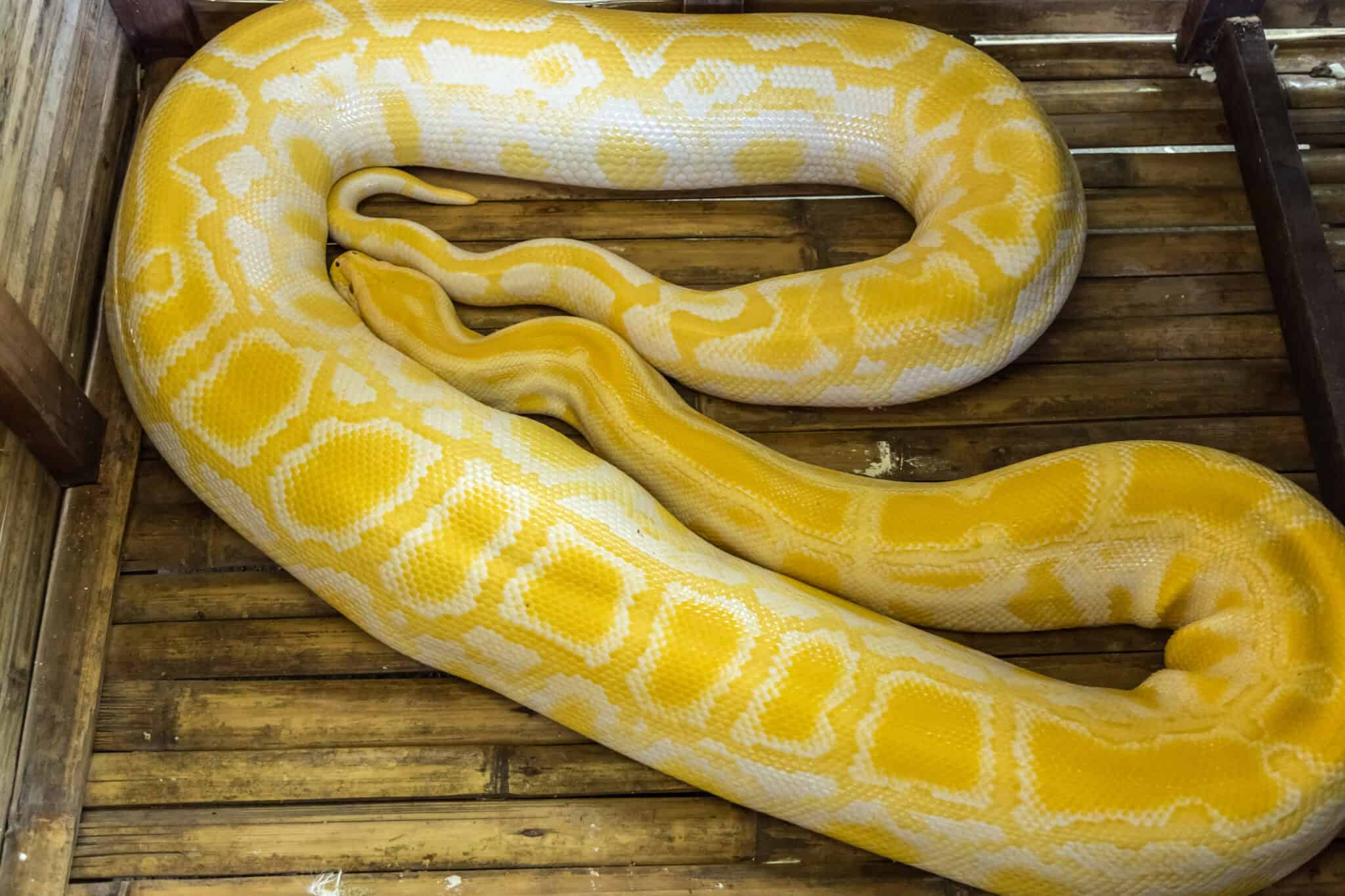 12 Snakes That Can Swim Climb and Even Glide - Animals Around The Globe