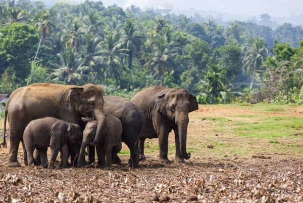 Largest Asian Elephant
