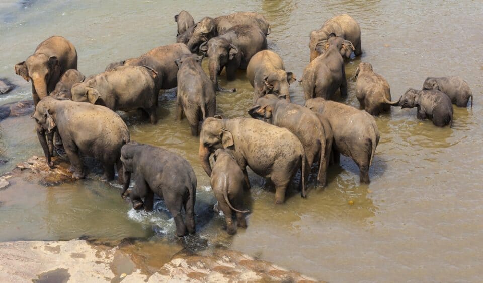 Largest Asian Elephant
