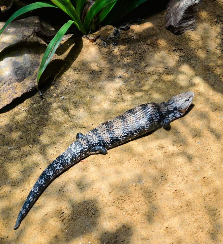 Animals That Regrow Lost Tail – Animals That Regrow Body Parts – SDYEM