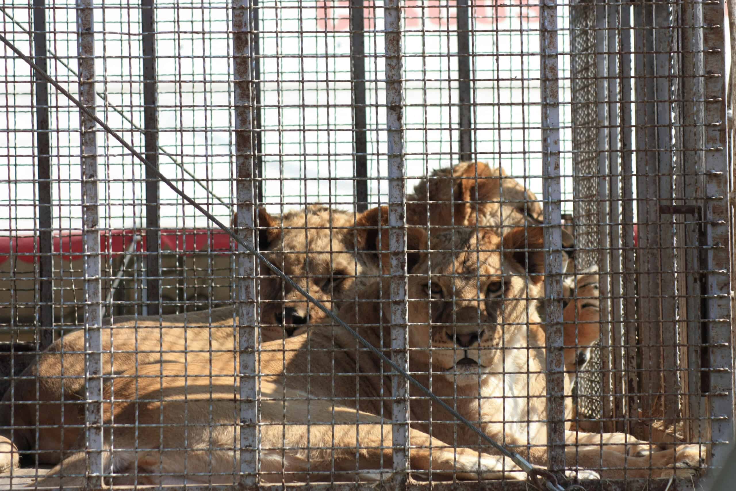 Rescued Baby Lion Makes a Miraculous Recovery - Animals Around The Globe