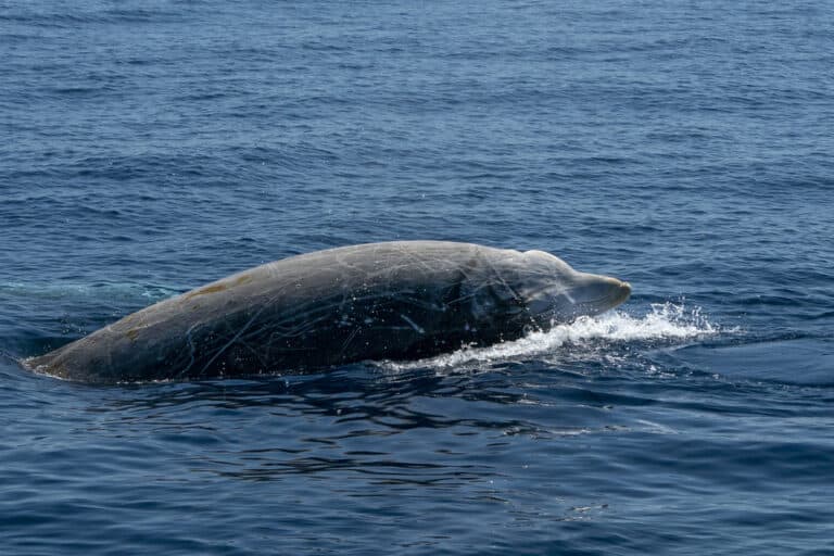 21 Animals Holding Guinness World Records - Animals Around The Globe